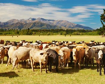 Cattle Farms for Sale : FARMFLIP