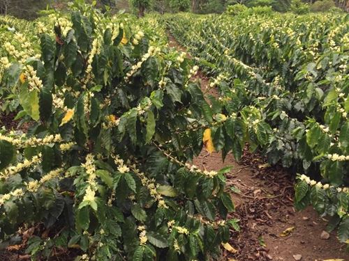 Costa Rica Farms for Sale : FARMFLIP