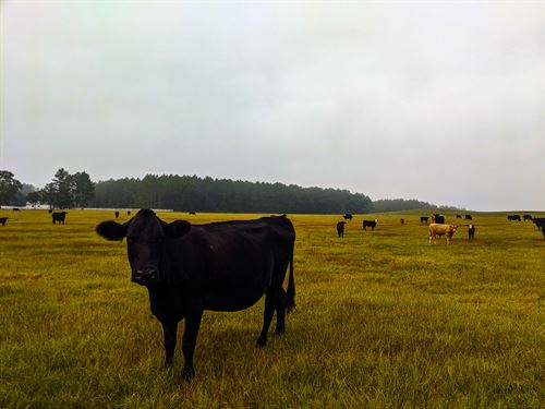 Georgia Cattle Farms for Sale, Cattle Farmland for Sale : FARMFLIP
