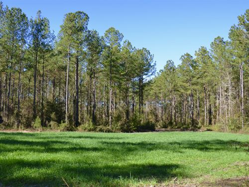 Florida Tree Farm Farms for Sale : FARMFLIP