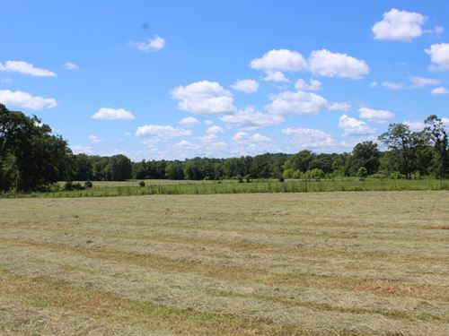 Georgia Cattle Farms for Sale, Cattle Farmland for Sale : FARMFLIP