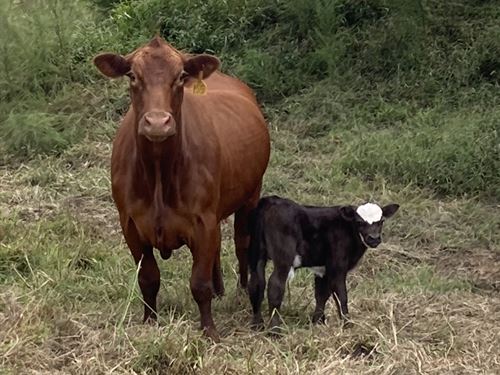 North Carolina Cattle Farms for Sale : FARMFLIP