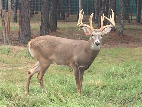 Alabama Farms for Sale : Page 9 of 77 - farmflip