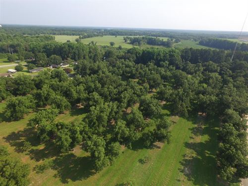 Georgia Pecan Tree Farms for Sale : FARMFLIP