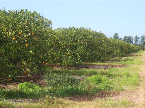 Florida Citrus Farms for Sale : FARMFLIP