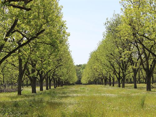 Alabama Pecan Tree Farms for Sale