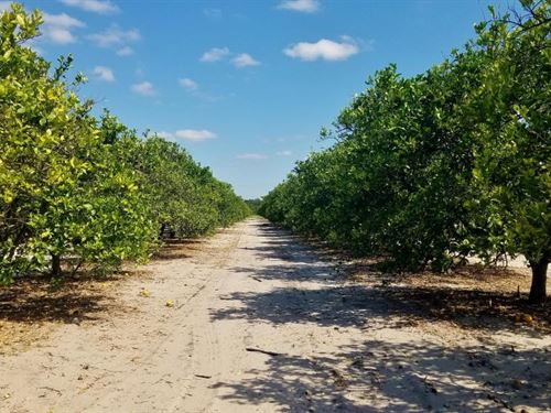 Florida Orange Tree Farms for Sale : FARMFLIP