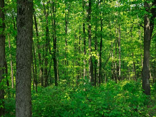 Kentucky Farms for Sale : Page 4 of 5 : FARMFLIP