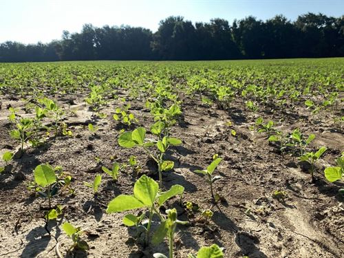 Arkansas Farms for Sale : Page 2 of 36 - farmflip