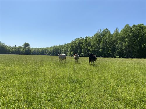 Tennessee Cattle Farms for Sale : FARMFLIP