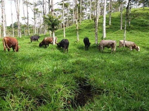Costa Rica Farms for Sale : FARMFLIP