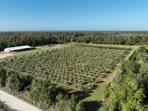 Florida Tree Farm Farms for Sale : FARMFLIP