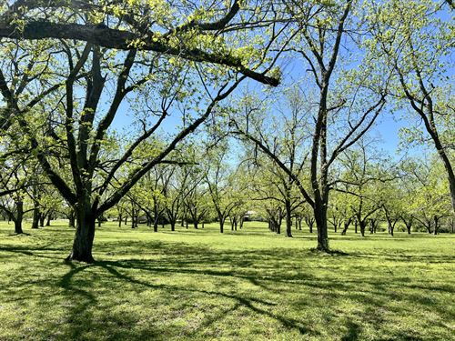 Alabama Pecan Tree Farms for Sale : FARMFLIP