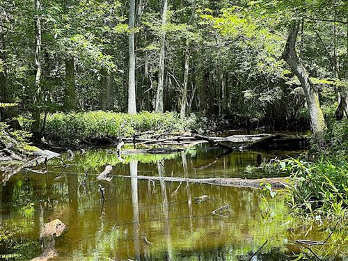 Elko South Carolina Pine Tree Farms for Sale : FARMFLIP